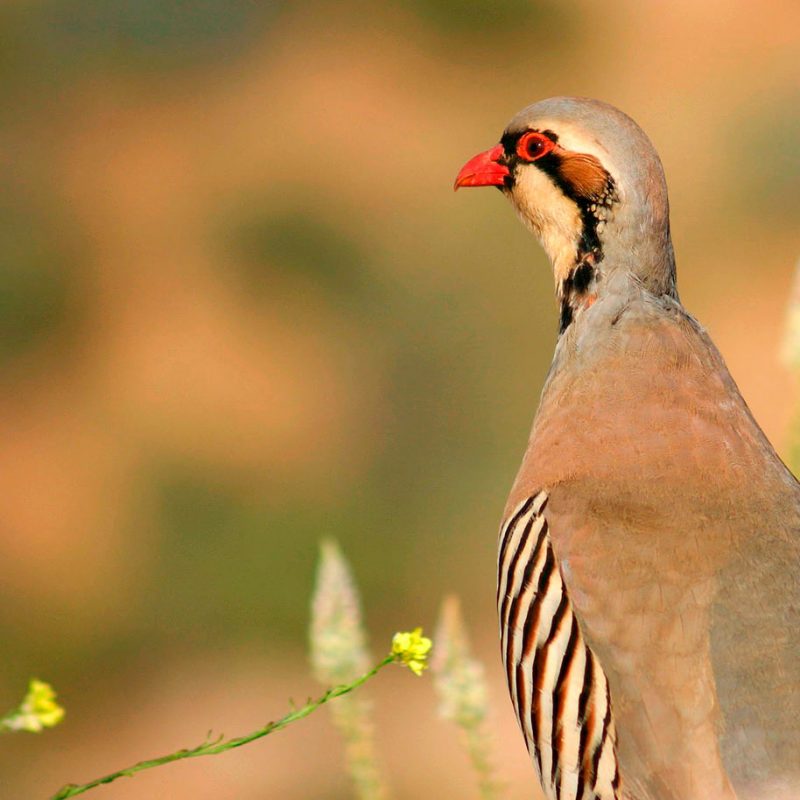 Spanish Partridges / Poultry - Ojespain - Great Red Partridge Shooting ...